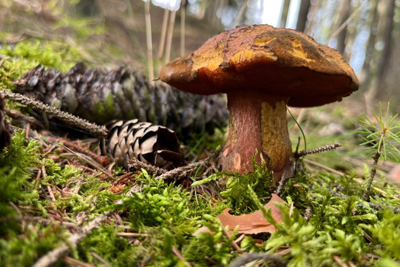 Kde rostou houby? Kam na houby? Víte s Vyletnik.cz!