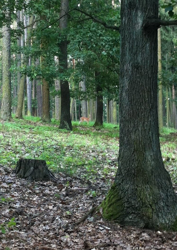Obora Holedná – tip na výlet | Vyletnik.cz