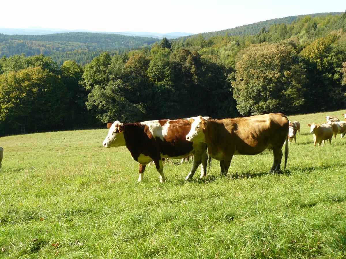 Štítná nad Vláří – tip na výlet | Vyletnik.cz