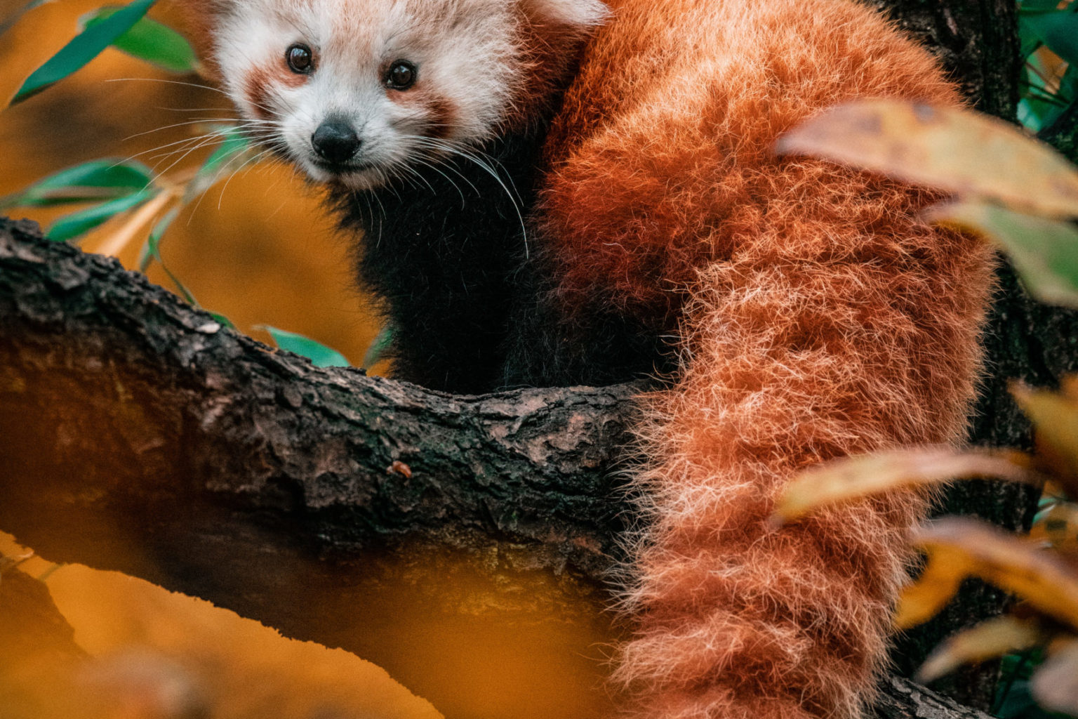 Zoo Brno – Tip kam s dětmi v Brně | Vyletnik.cz