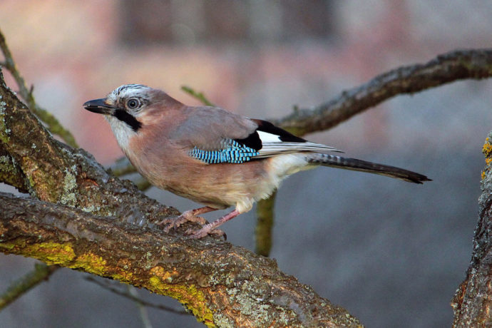Za ptáky do trojské botanické zahrady | Vyletnik.cz