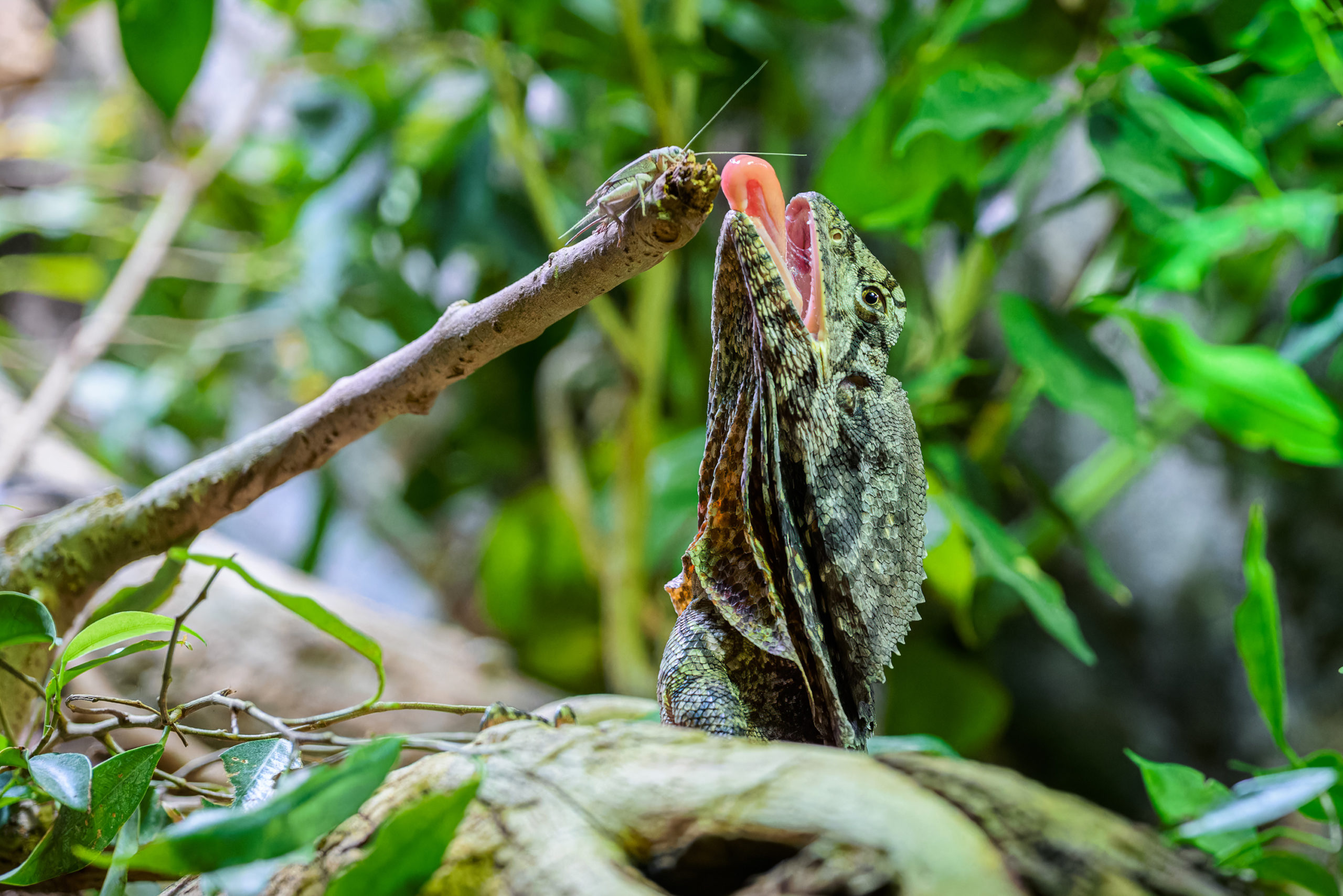 Zoo Praha představuje agamy límcové | Vyletnik.cz