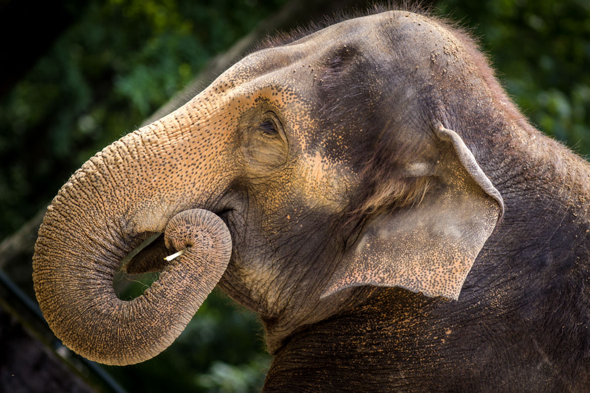 Liberecká zoo zve na Den pro slony a připomíná si výročí | Vyletnik.cz