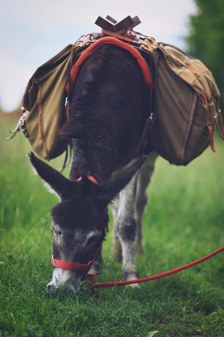 Oslí stezka v Českém ráji to je klid, pohoda, odpočinek a mimořádný zážitek! | Vyletnik.cz