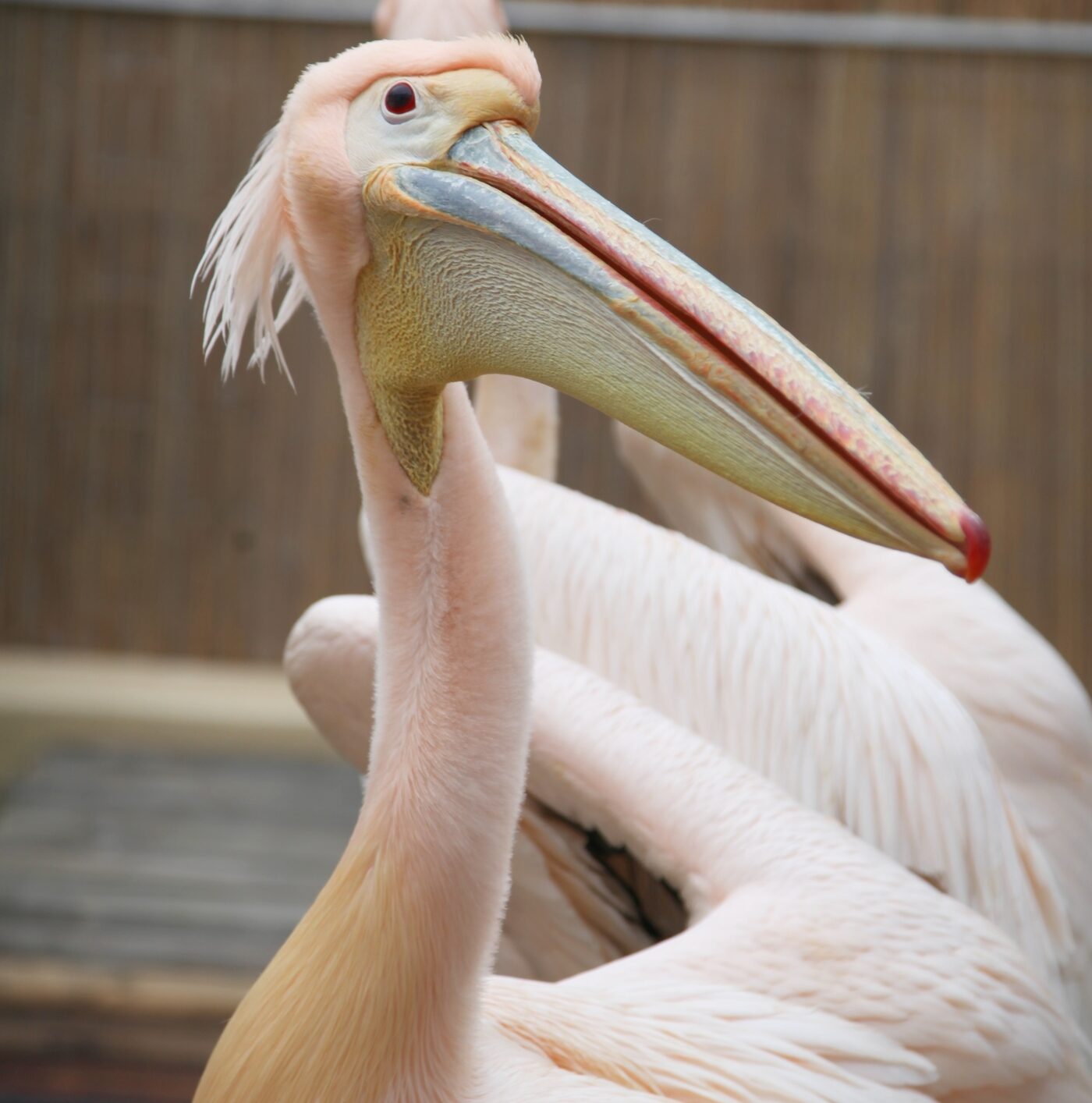 Do Zoo Brno se po 30 letech vrátili pelikáni | Vyletnik.cz