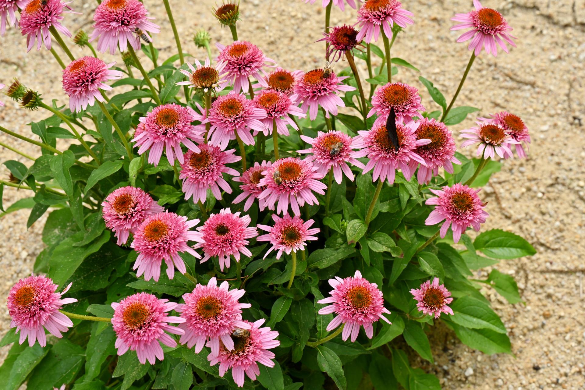 Botanická zahrada v Táboře | Vyletnik.cz