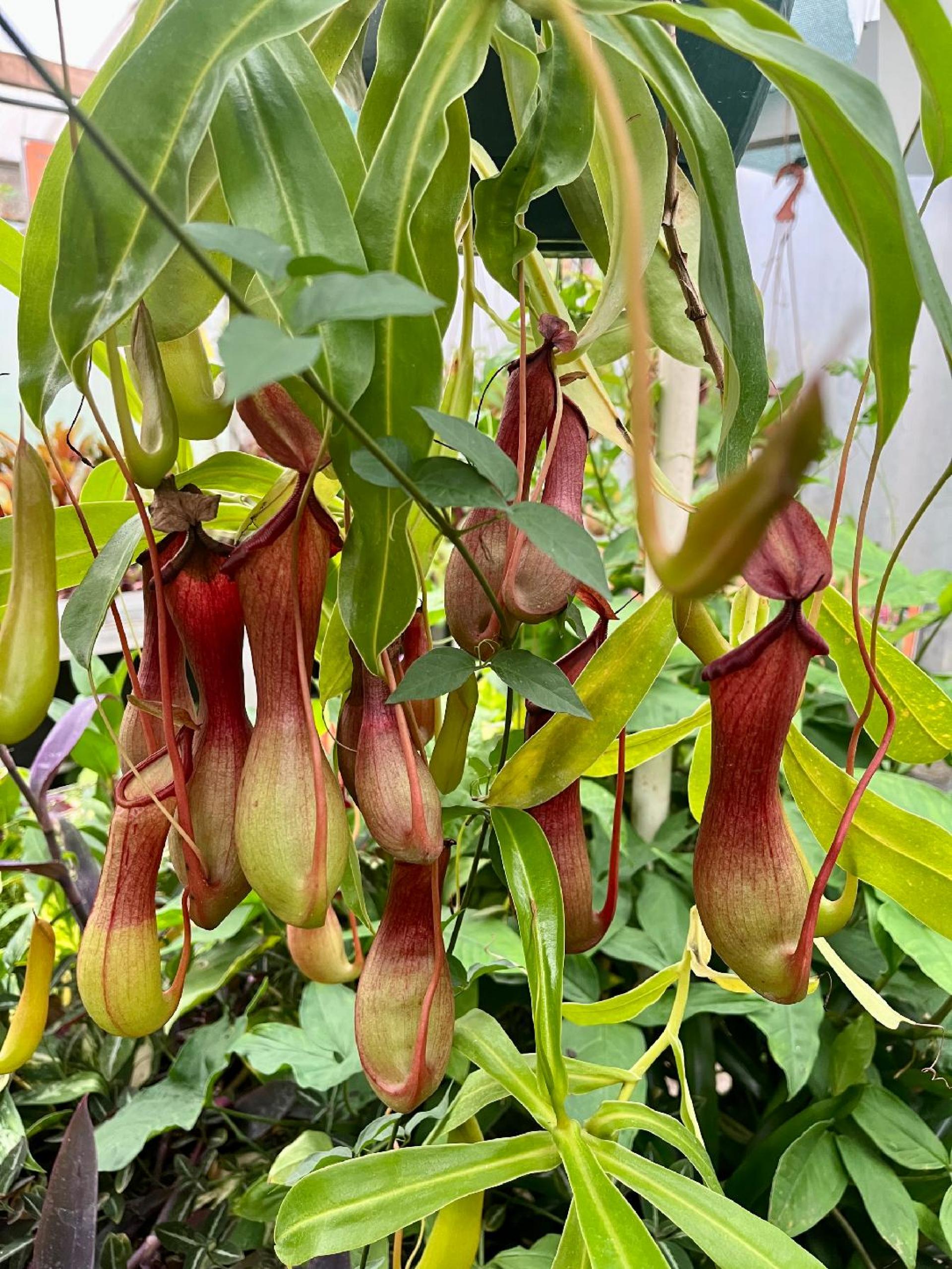 Botanická zahrada v Táboře | Vyletnik.cz