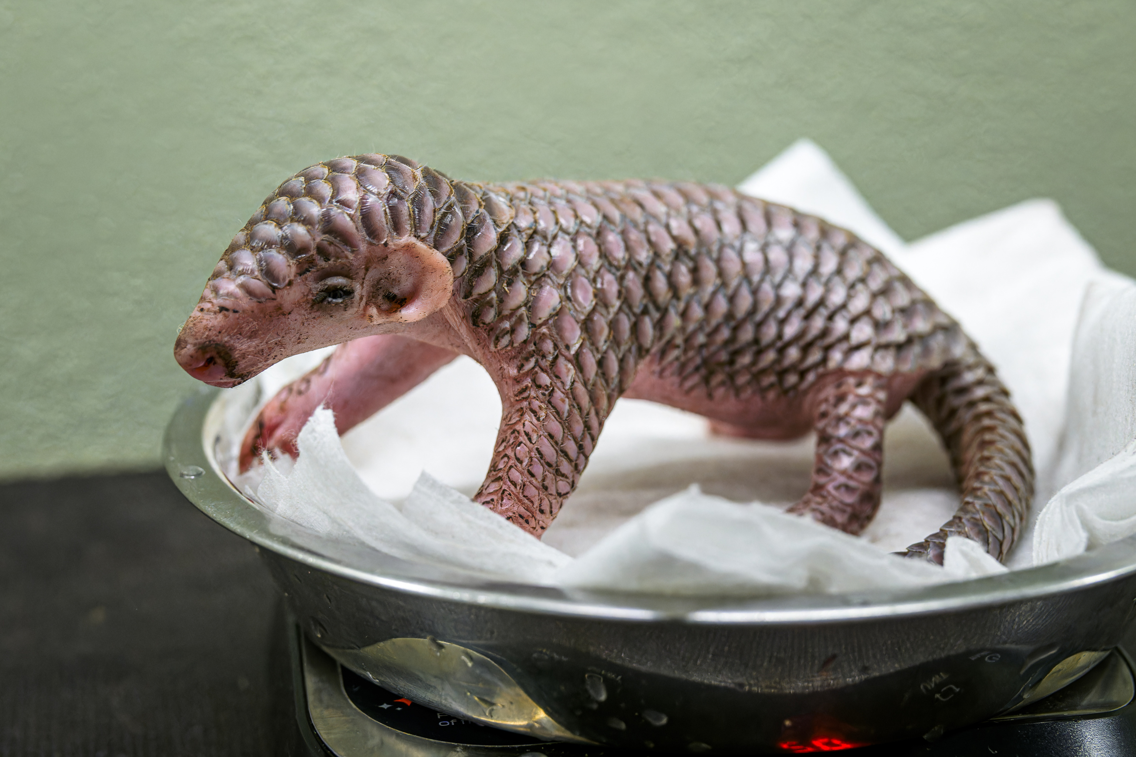 Luskoun v Zoo Praha | Vyletnik.cz