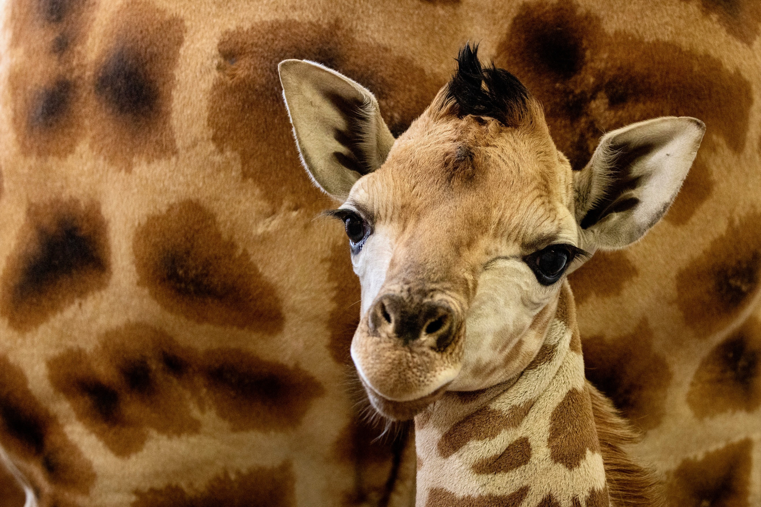 V Zoo Praha se narodila žirafa | Vyletnik.cz