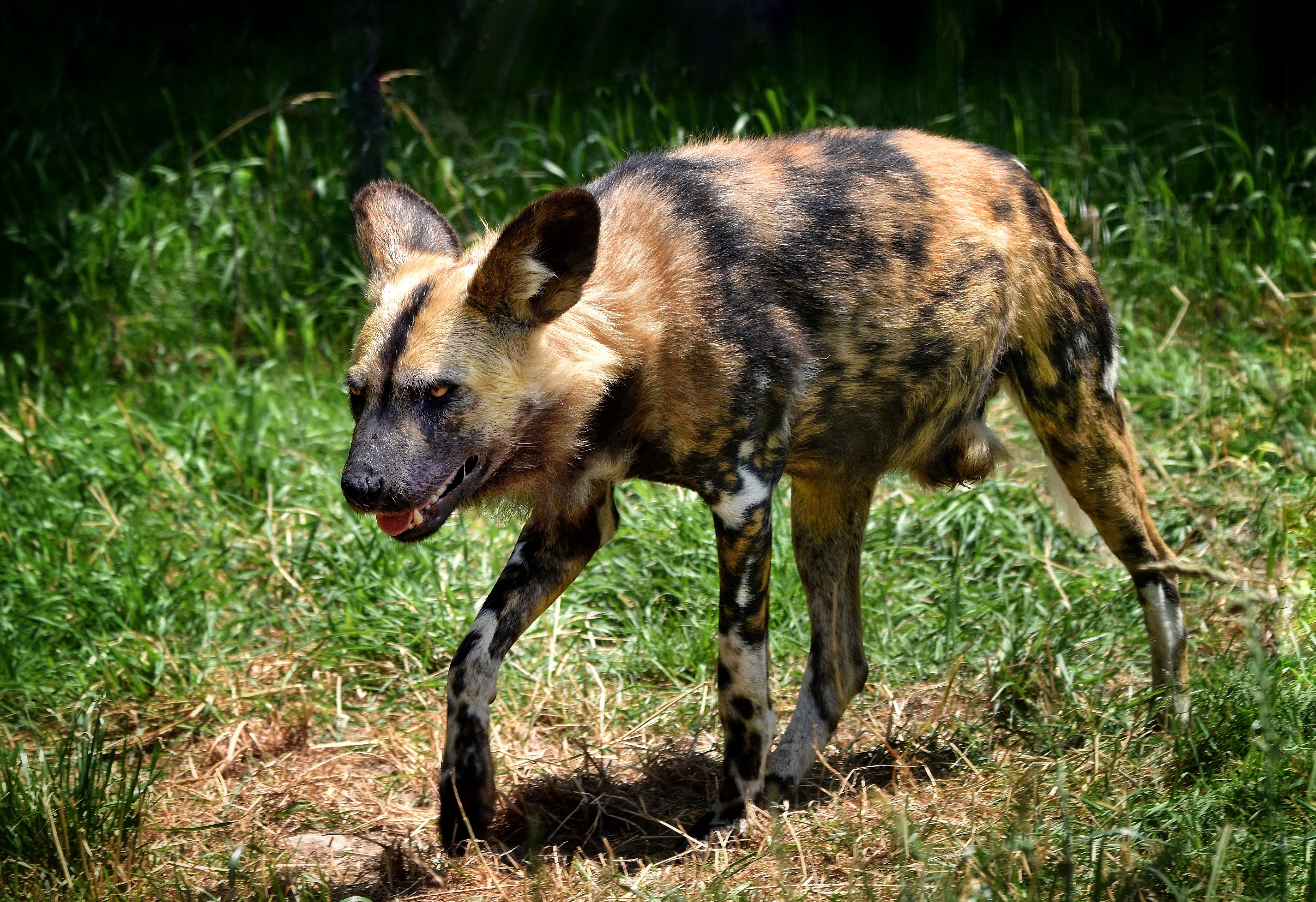 Pes hyenový není hyena | Vyletnik.cz
