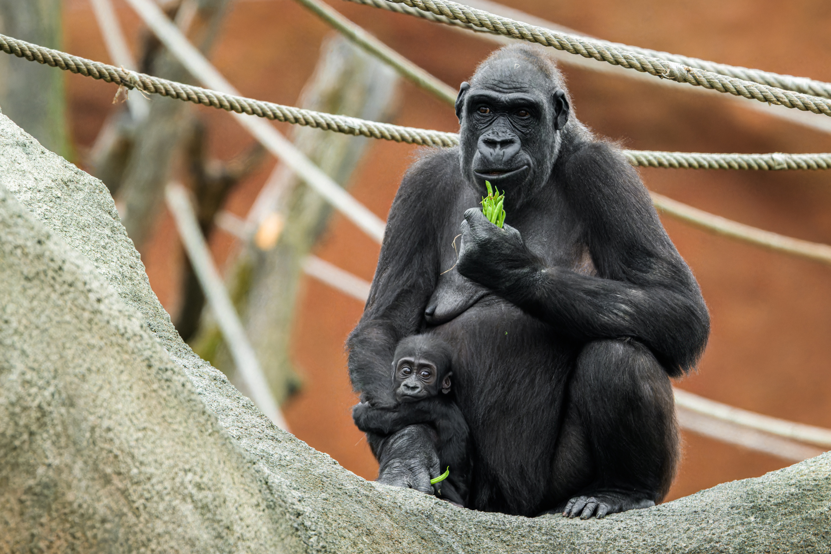Zoo Praha - mláďata lidoopů| Vyletnik.cz