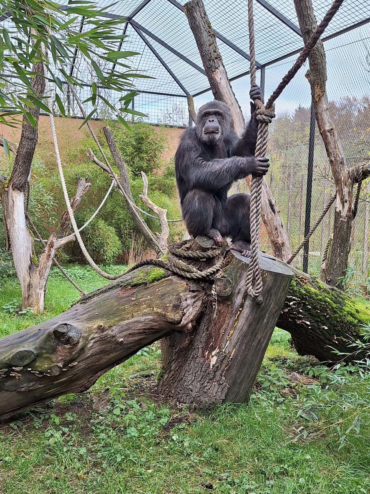 Šimpanzi a hadi v Zoo Dvorec | Vyletnik.cz