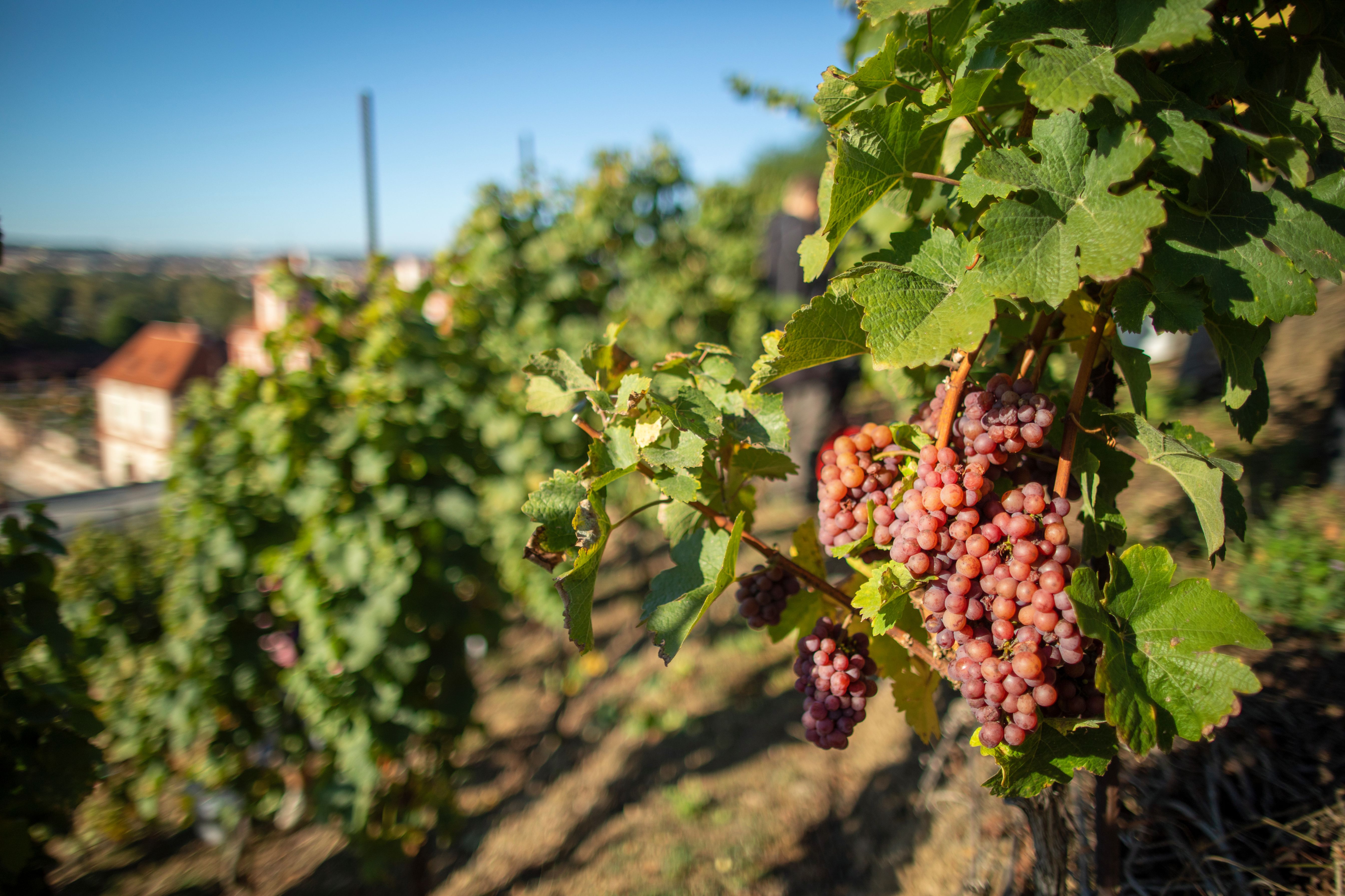 Vinice sv. Kláry v Troji ožije tradičním vinobraním | Vyletnik.cz