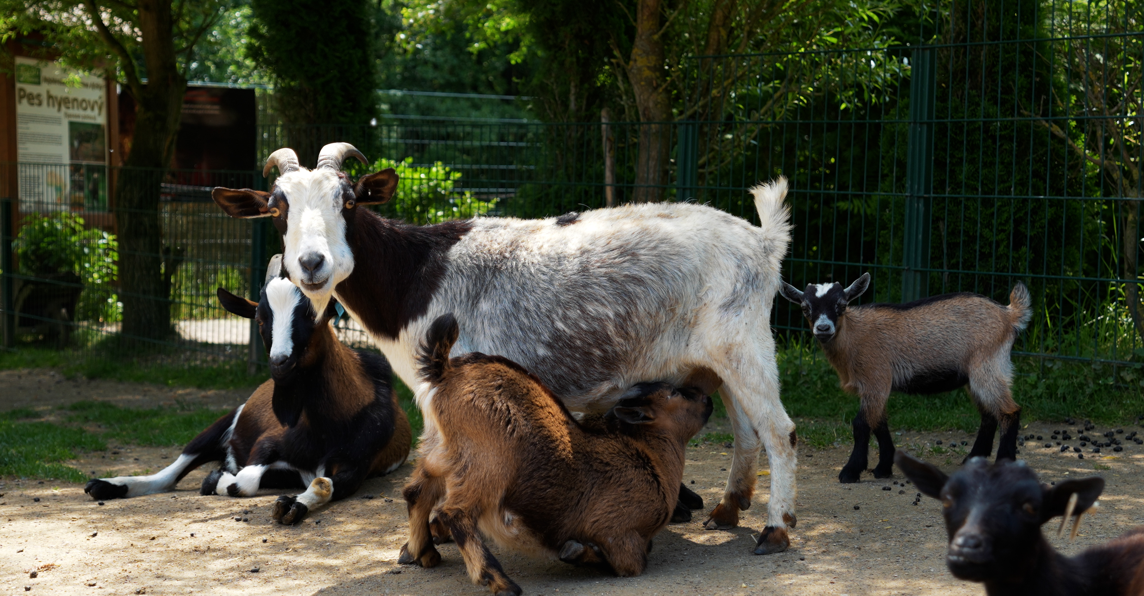 ZOO Dvorec 2026: ideální výlet pro rodiny s dětmi | Vyletnik.cz